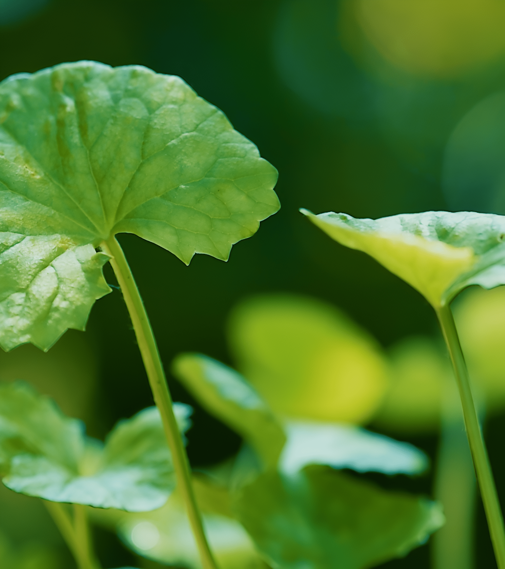 The Story of RIMAN Skincare: From Herbal Traditions to Cell-Level Inno ...